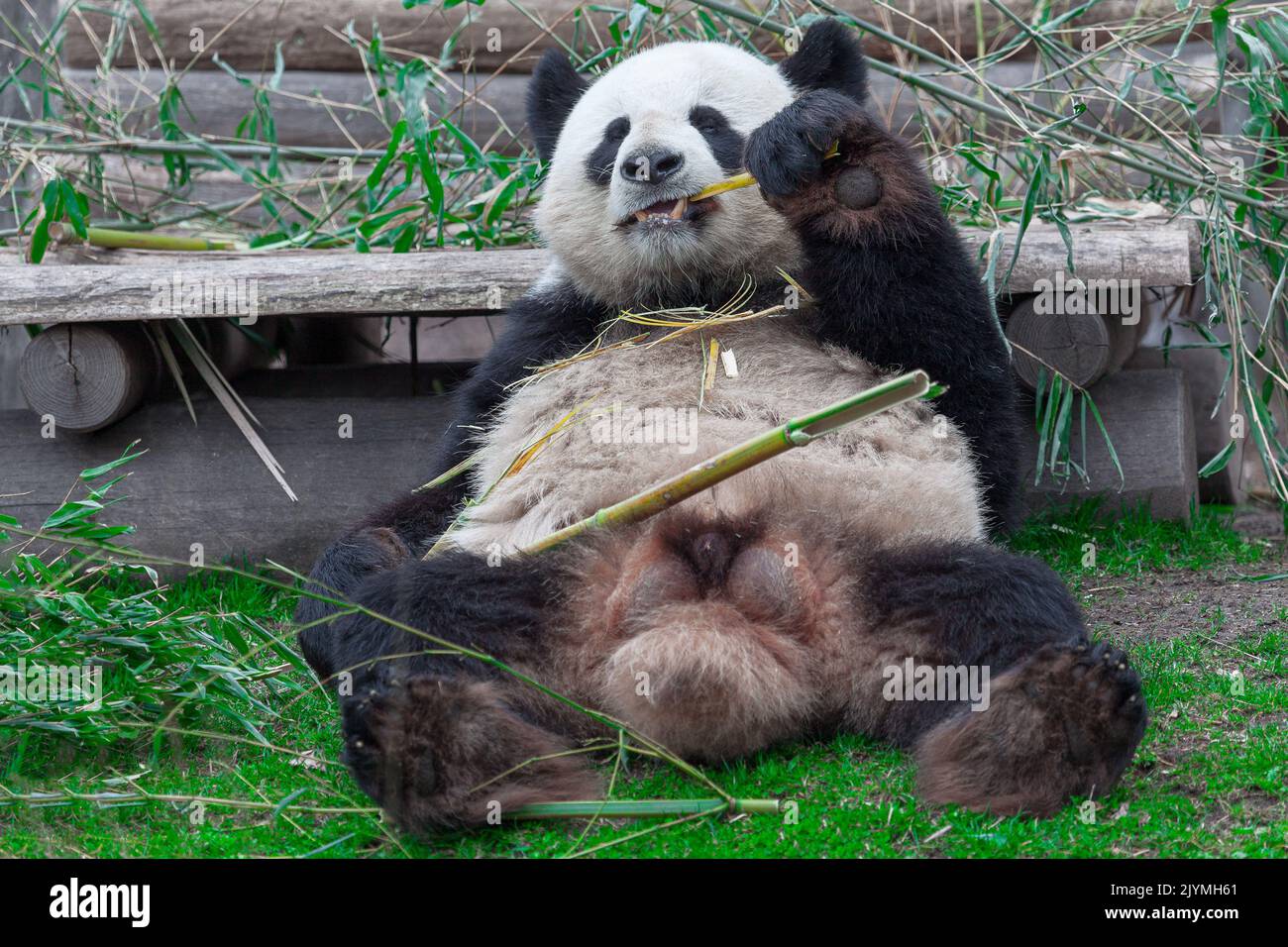 Pandas eating bamboo . Giant panda animal Stock Photo - Alamy Pandas eating bamboo . Giant panda animal Stock Photo - Alamy