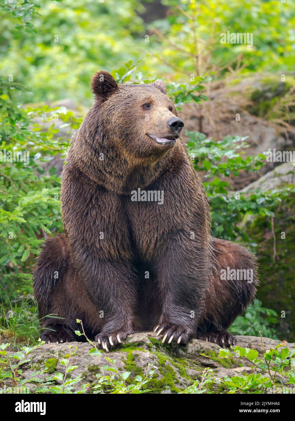 Eurasian brown bear (Ursus arctos arctos) National Park Bavarian Forest ...