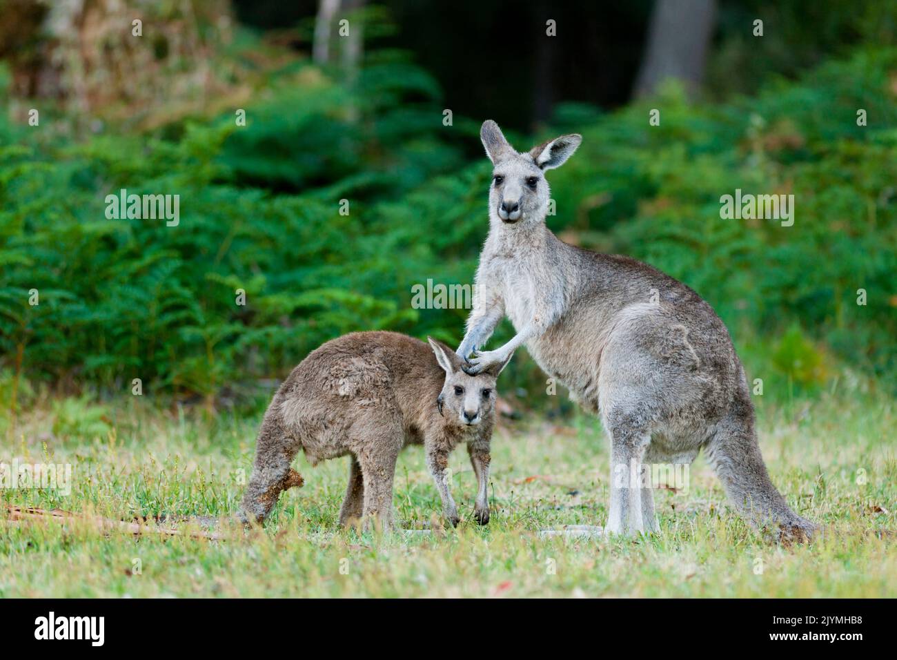 Eastern grey kangaroo (Macropus giganteus), mother with joey (small, young not weaned kid ...