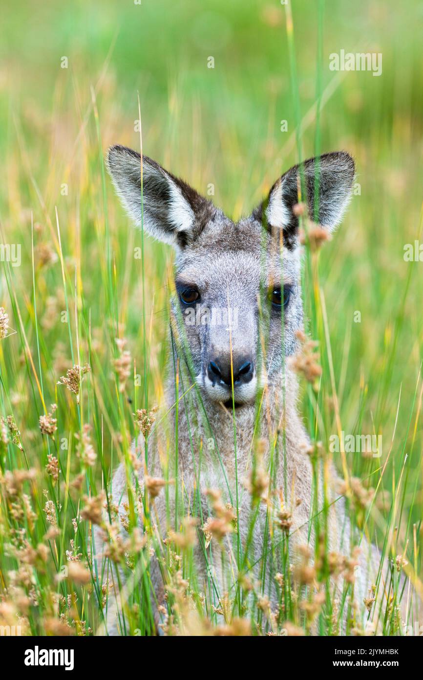Eastern grey kangaroo (Macropus giganteus), Victoria, Australia Stock ...