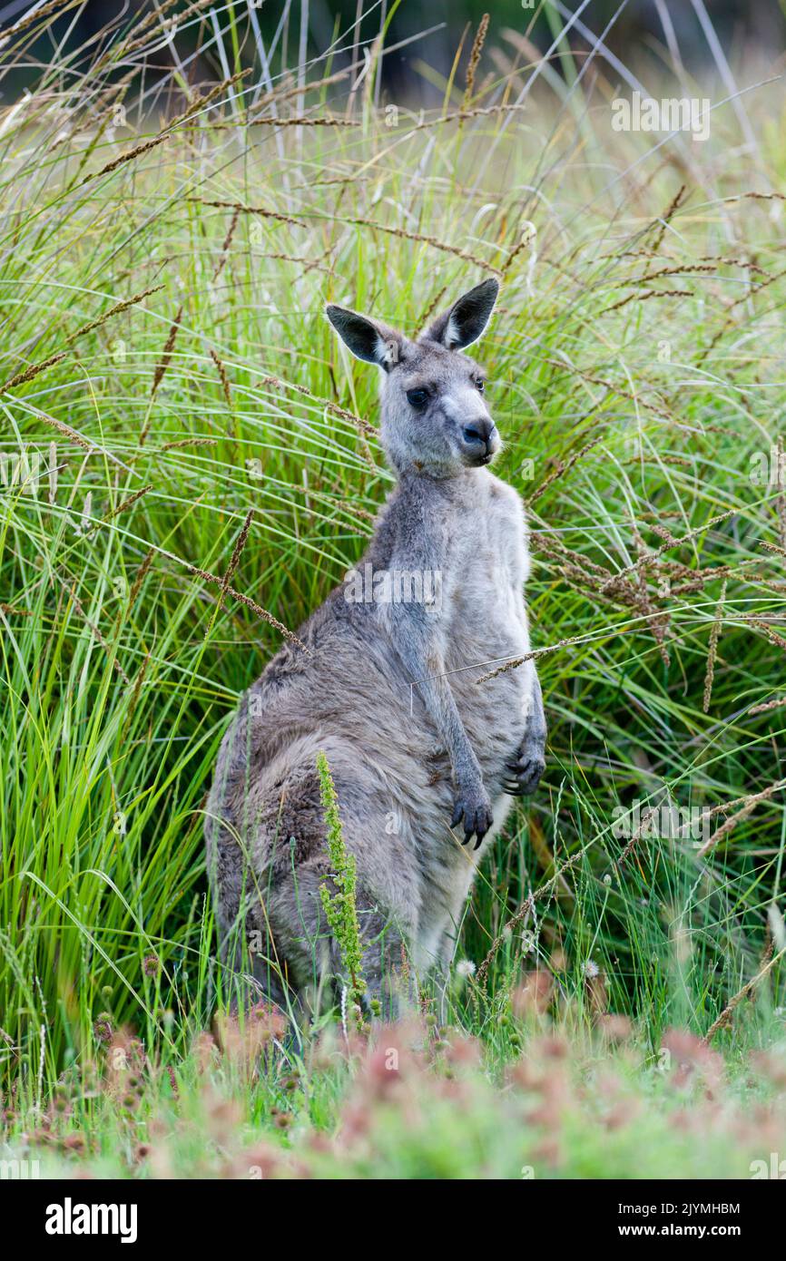 Eastern grey kangaroo (Macropus giganteus) Australia, Victoria Stock ...
