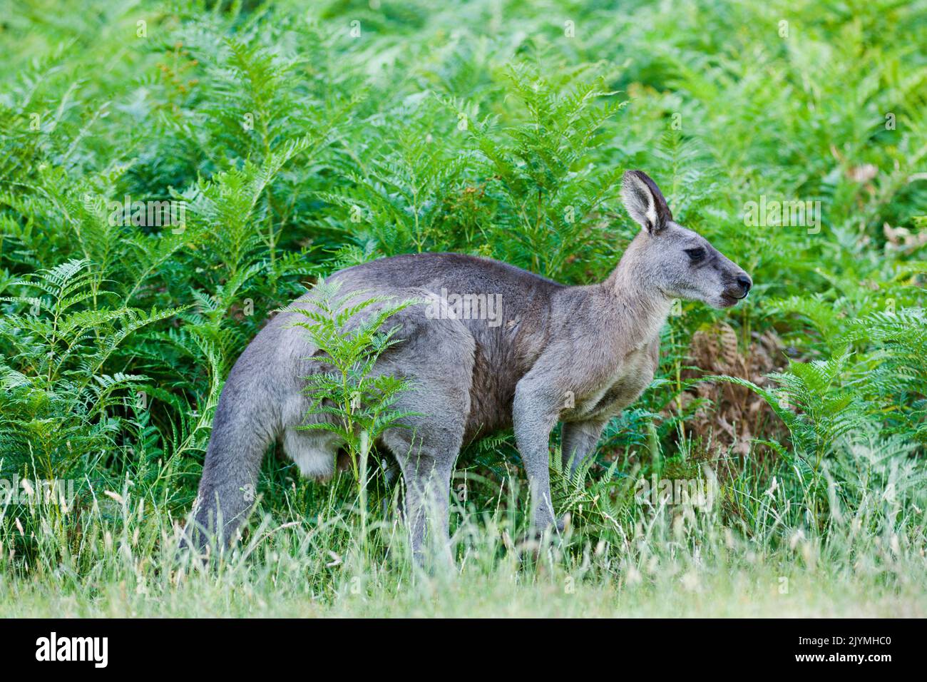 Eastern grey kangaroo (Macropus giganteus) Australia, Victoria Stock ...