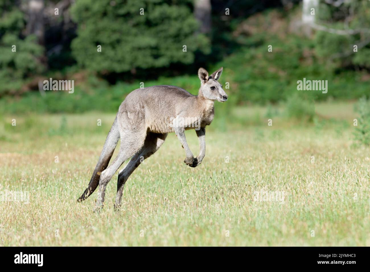 Eastern grey kangaroo (Macropus giganteus), it is the second largest ...