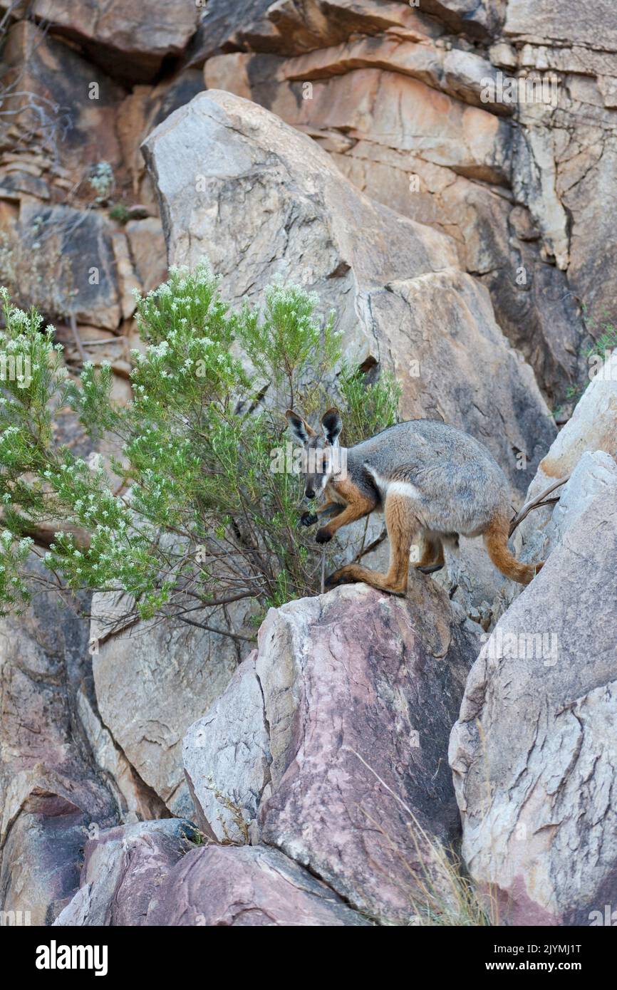 Yellow-footed rock-wallaby, Petrogale xanthopus, in the Flinders Ranges ...