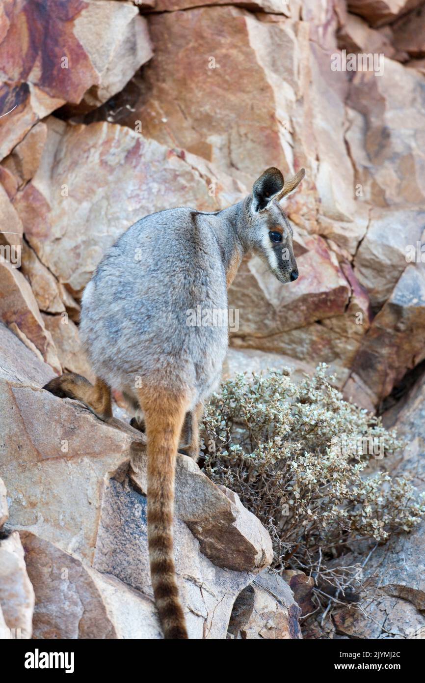 Yellow-footed rock-wallaby, Petrogale xanthopus, in the Flinders Ranges ...