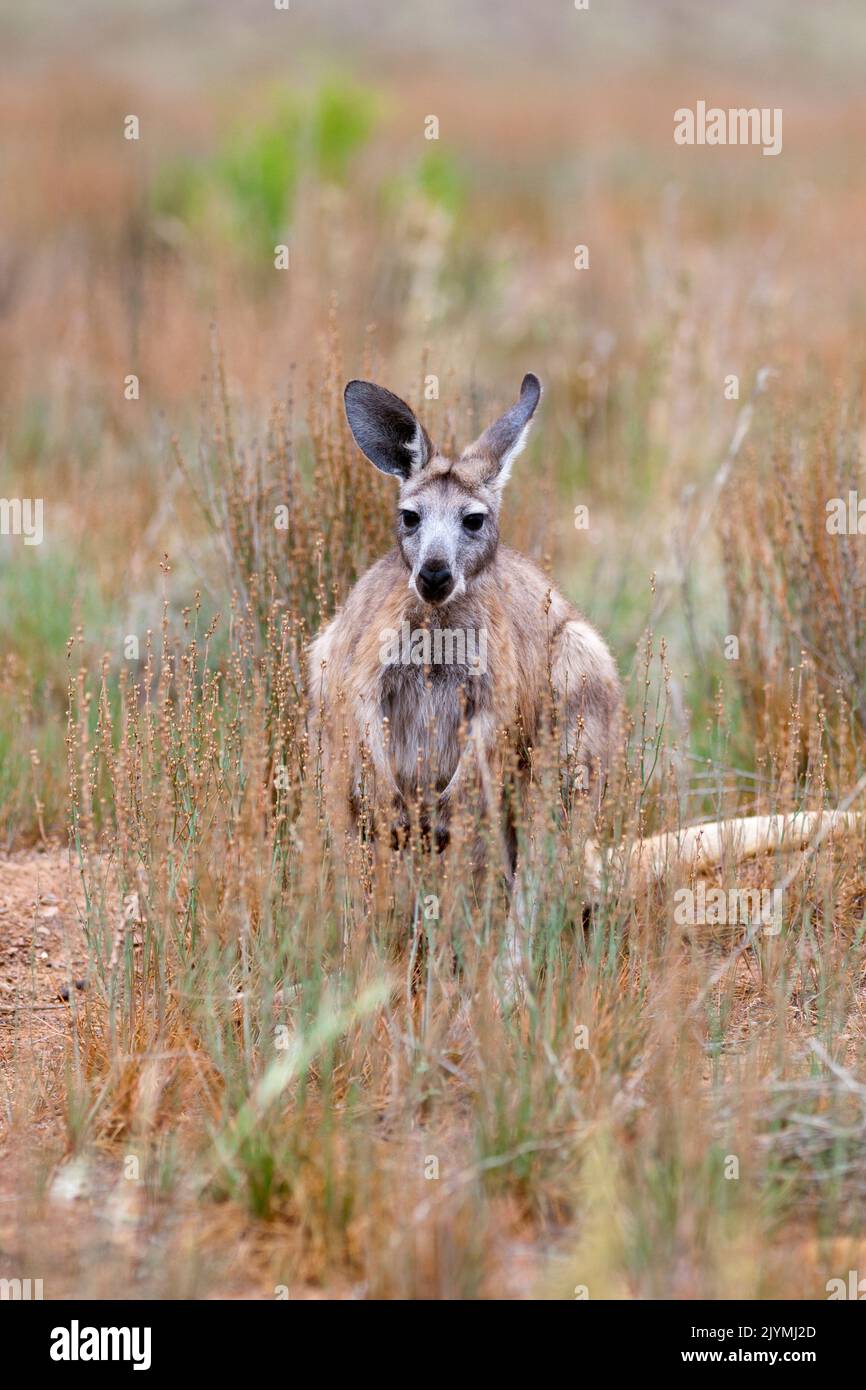 Red kangaroo (Macropus rufus) in Flinders Ranges National Park in ...