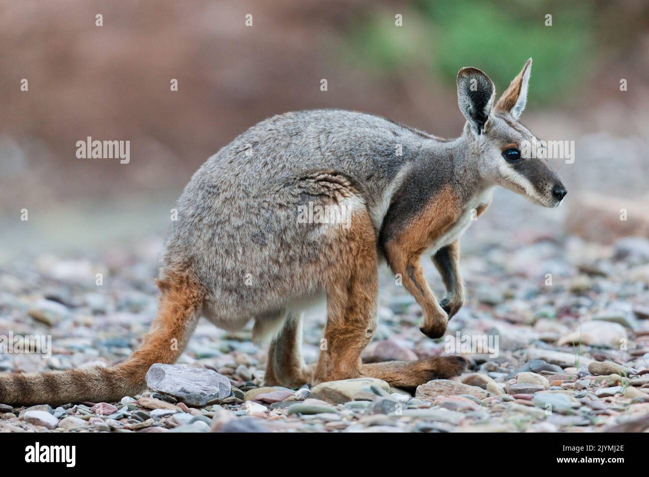 Ring tailed rock wallabies hi-res stock photography and images - Alamy