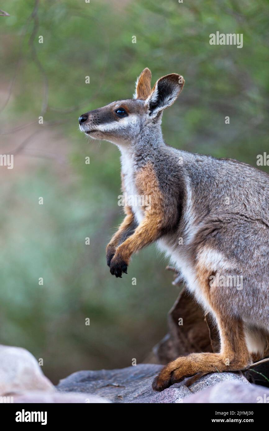 Australien nt hi-res stock photography and images - Alamy