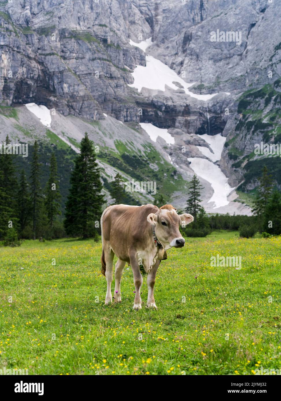 Cattle on high pasture in Karwendel Mountain Range on the Kleiner ...