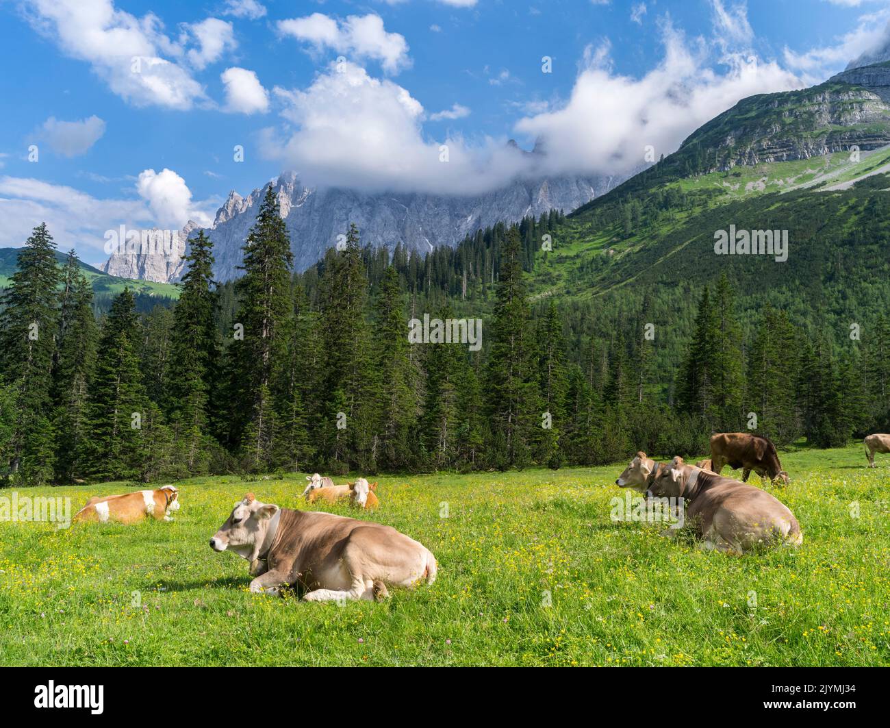 Cattle on high pasture in Karwendel Mountain Range on the Kleiner ...