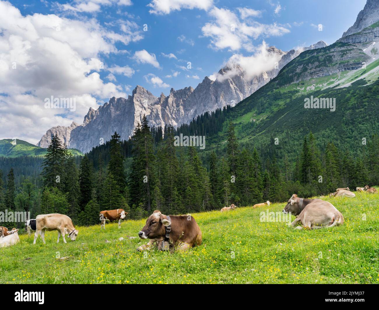 Cattle on high pasture in Karwendel Mountain Range on the Kleiner ...