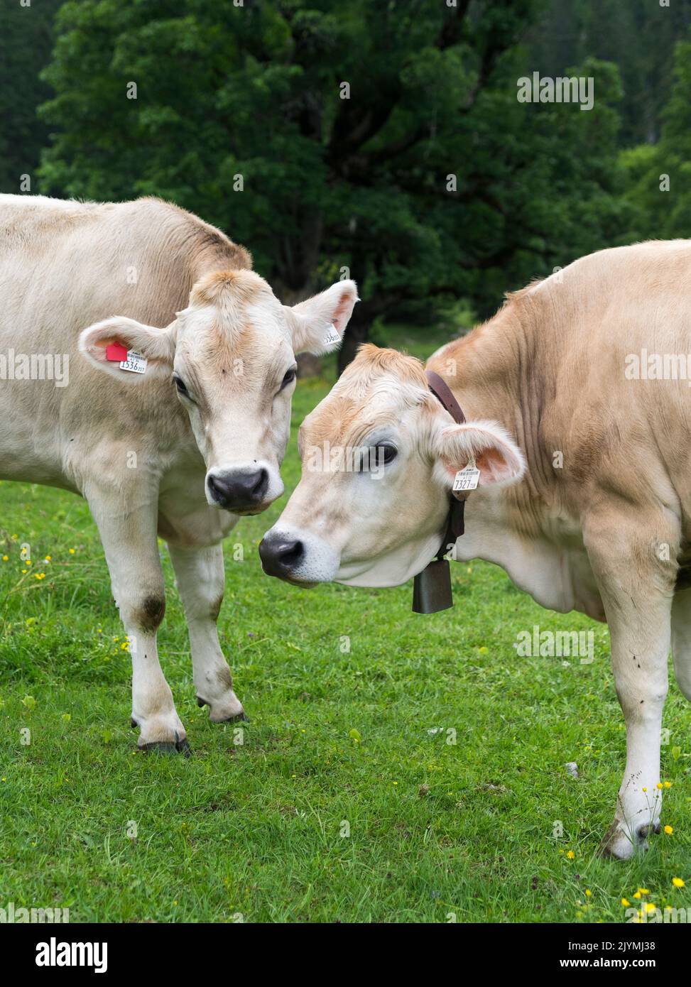 Cattle on high pasture in Karwendel Mountain Range on the Kleiner ...