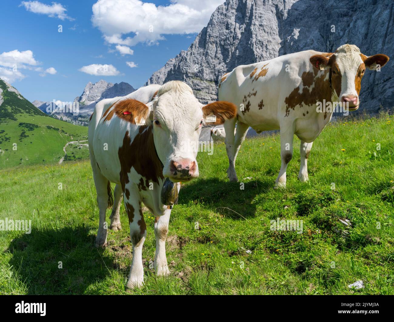 Cattle on high pasture in Karwendel Mountain Range in front of the ...