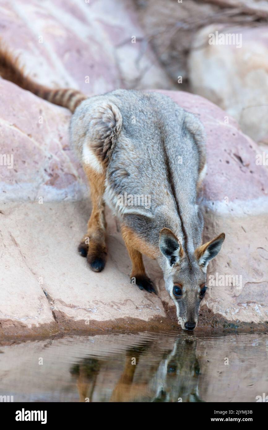 Yellow-footed rock-wallaby, Petrogale xanthopus, in the Flinders Ranges ...