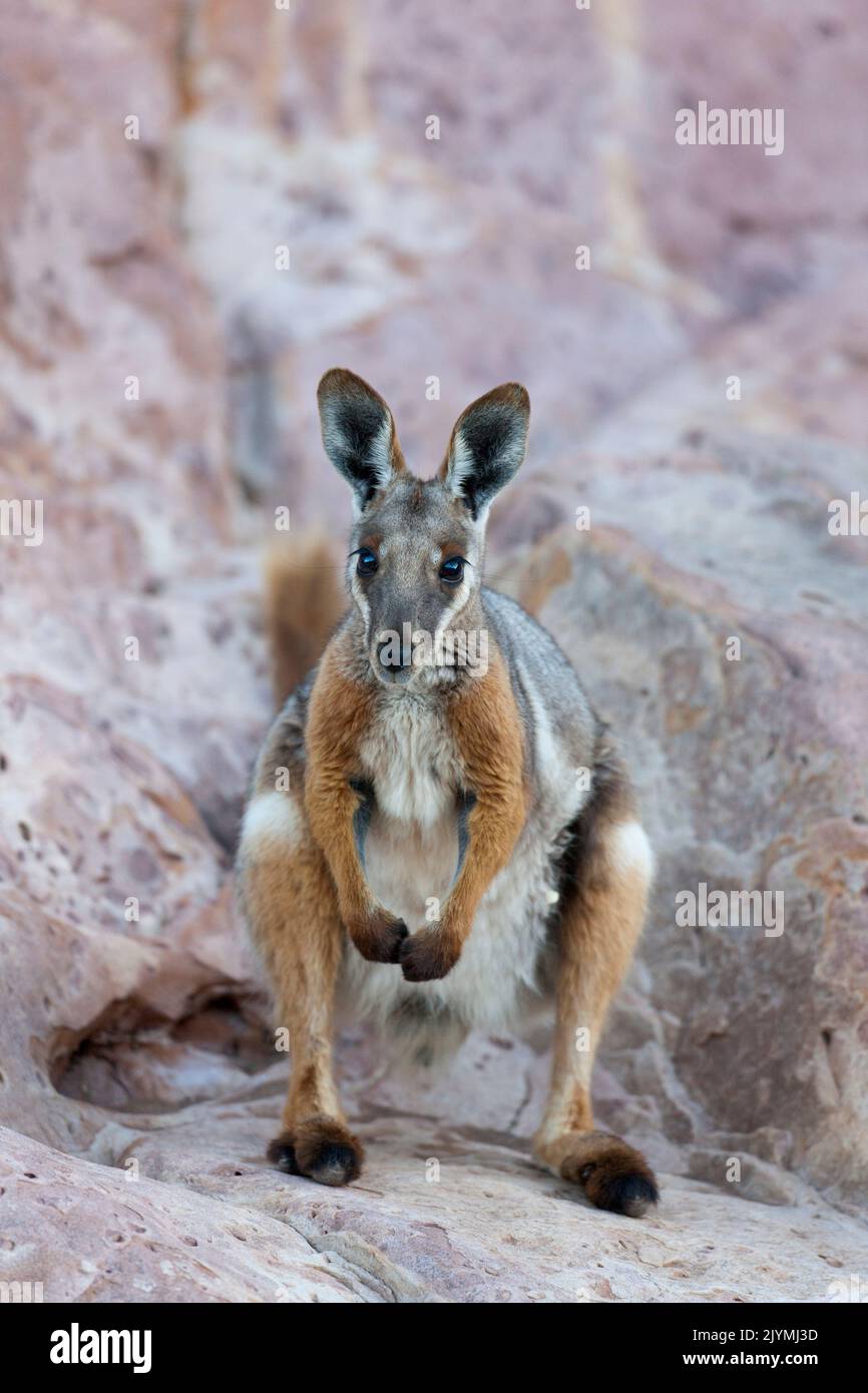 Yellow-footed rock-wallaby, Petrogale xanthopus, in the Flinders Ranges ...