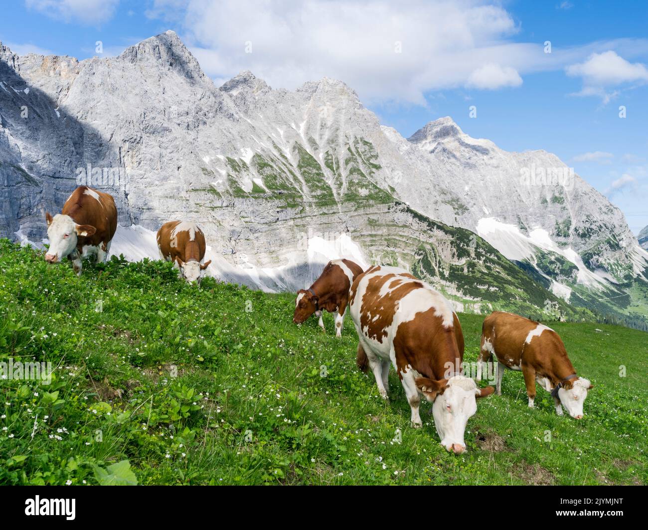 Cattle on high pasture in Karwendel Mountain Range in front of the ...