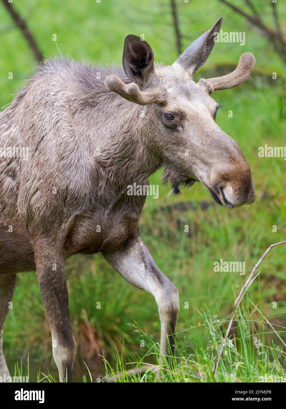 Elk also called Moose in North America (Alces alces). National Park ...