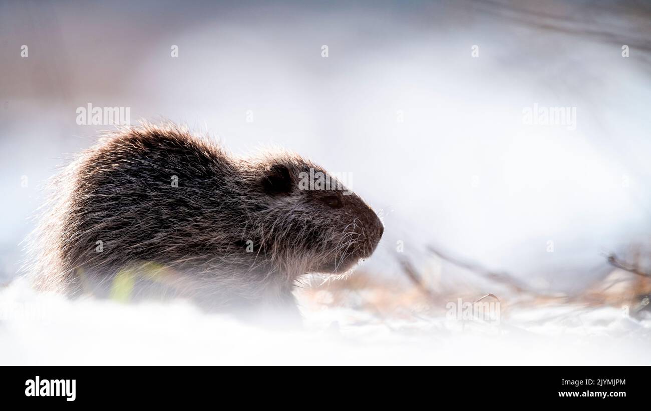Coypu (Myocastor coypus), Slovakia Stock Photo - Alamy