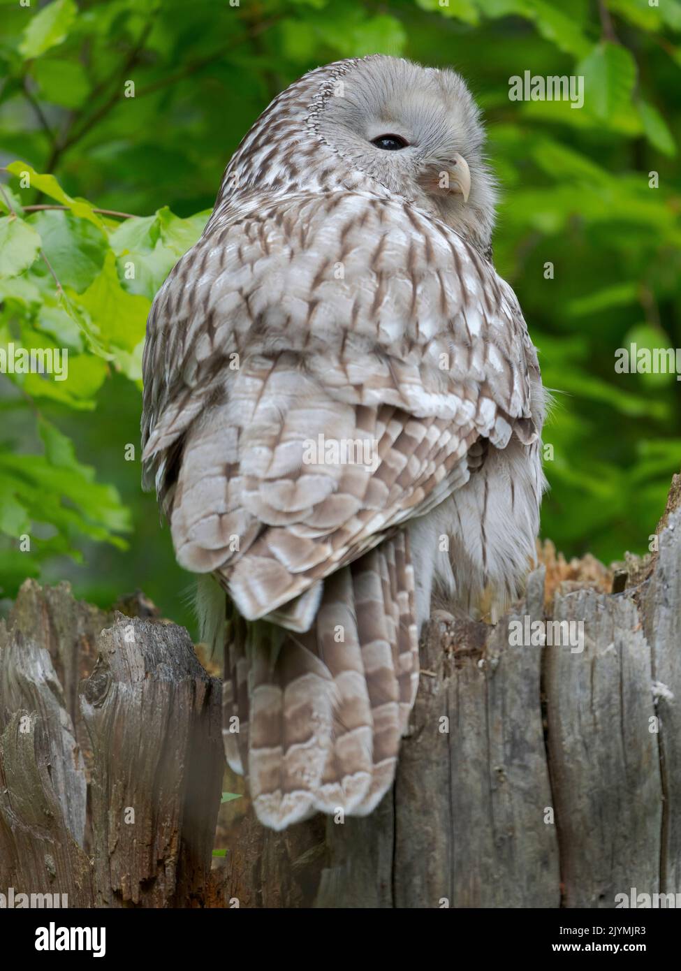 Ural Owl (Strix uralensis). Adult at entrance of nest in hole of a tree ...