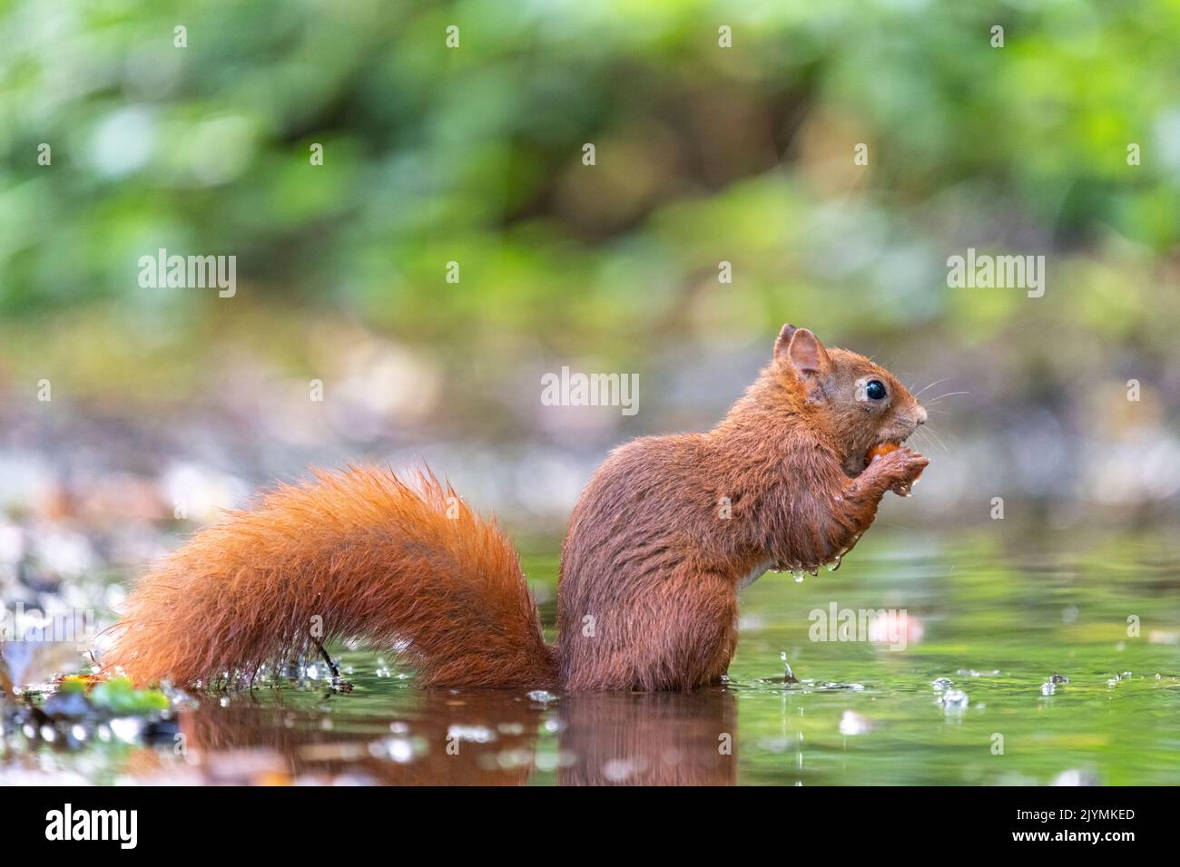 Red squirrel (Sciurus vulgaris) eating a nut in a pond in summer ...