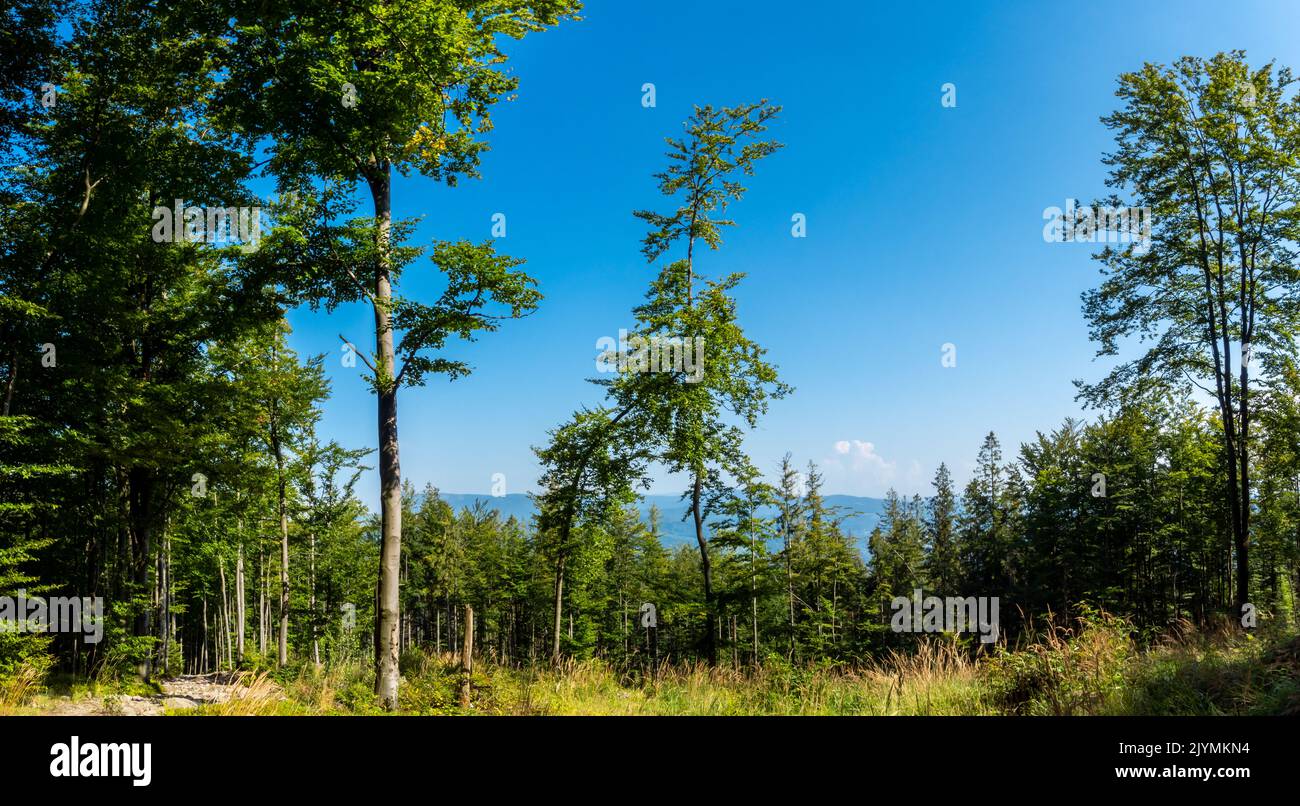 Birch tree on mountain slope hi-res stock photography and images - Alamy