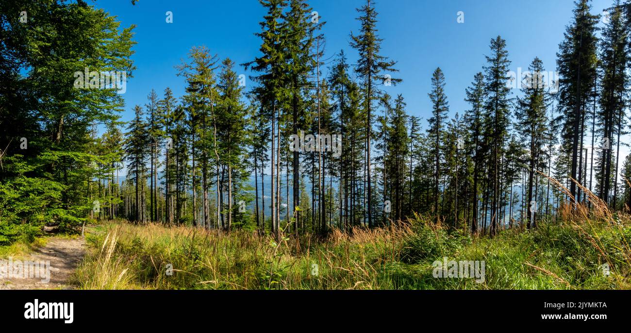 Birch tree on mountain slope hi-res stock photography and images - Alamy