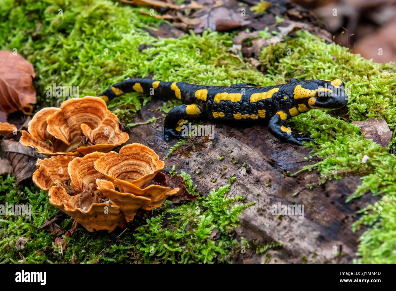 Fire salamander (Salamandra salamandra) on the ground in the ...