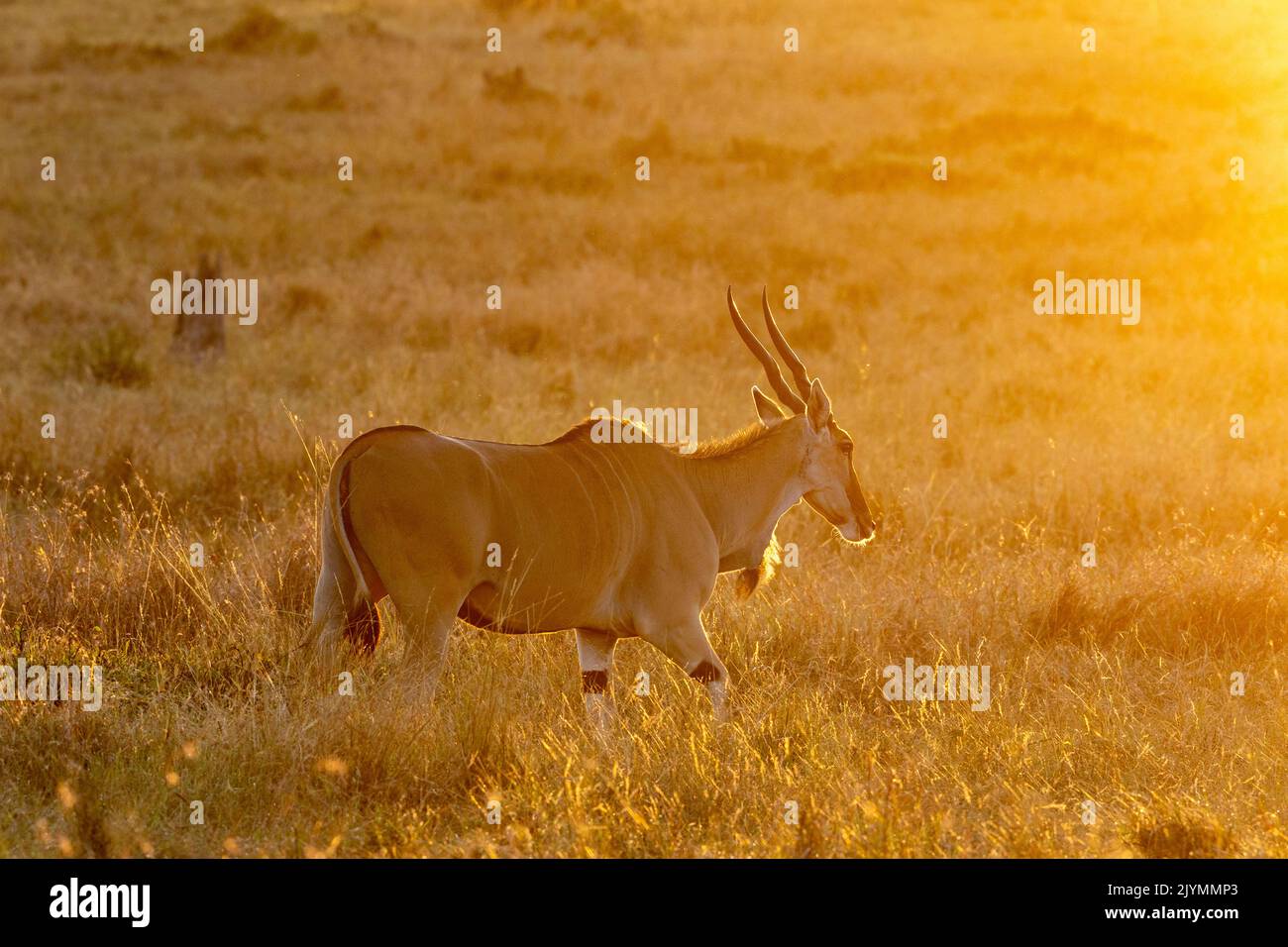 Common eland (Tragelaphus oryx), in the savannah, Masai Mara National ...