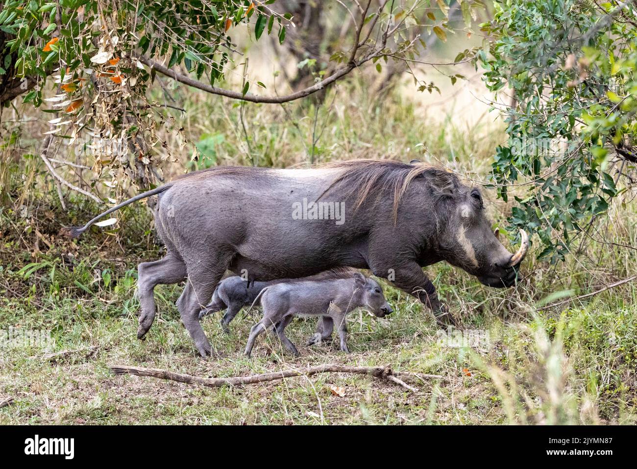 Warthog (Phacochoerus africanus), in the savannah, mother and babies ...