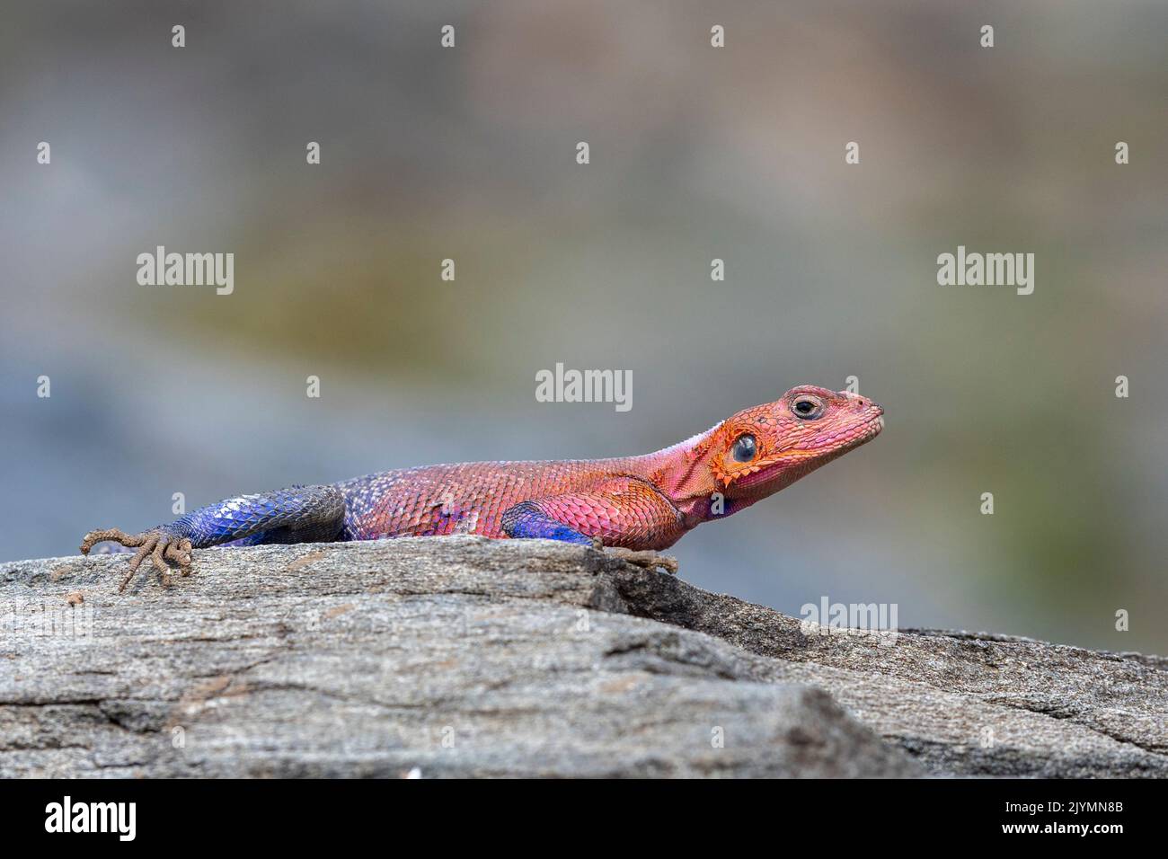 Common agama, red-headed rock agama, or rainbow agama (Agama agama) on ...