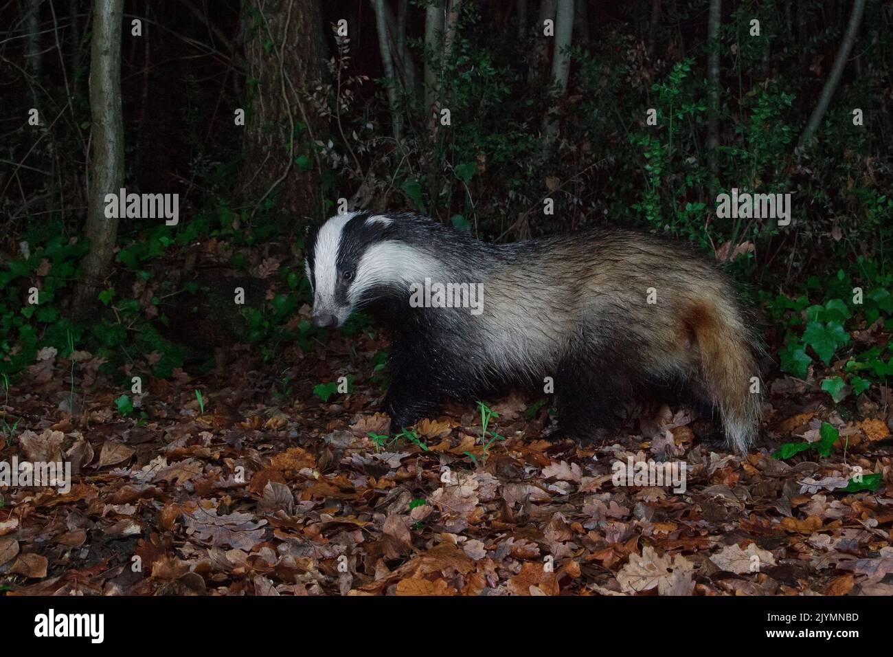 European Badger (Meles meles), side view of an adult walking in a wood ...