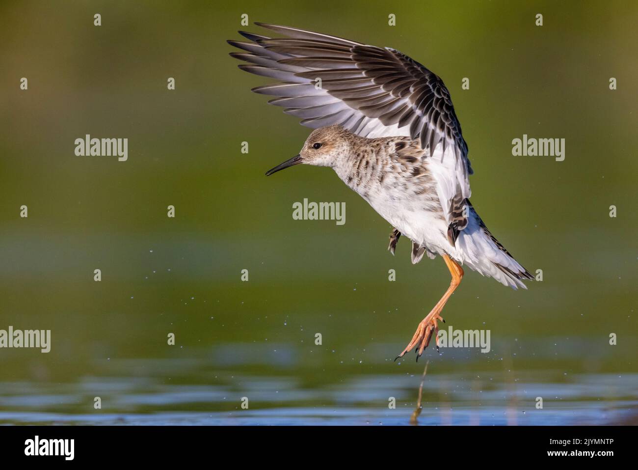 Ruff (Philomachus pugnax), side view of an adult female in flight ...