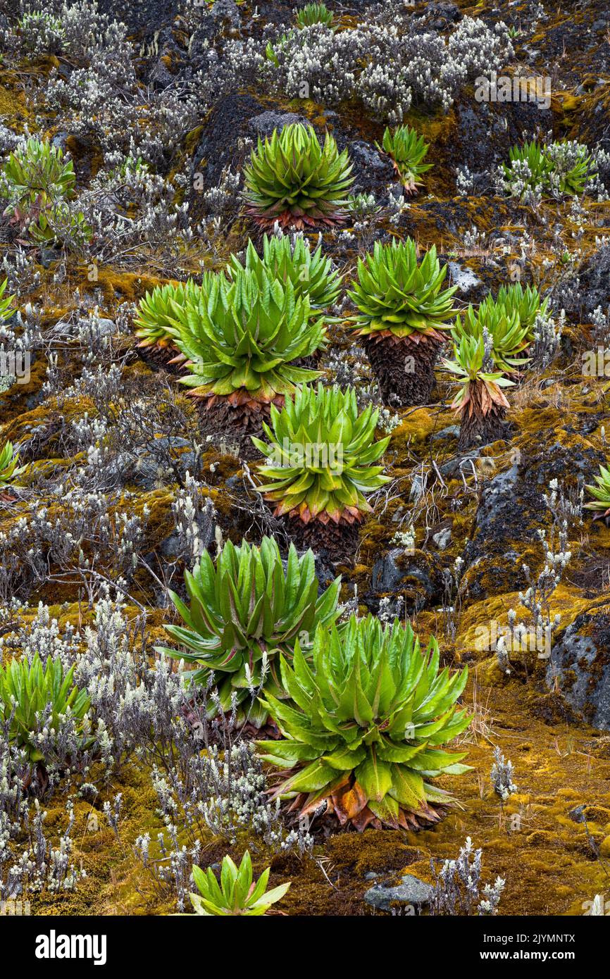Young Giant Groundsels (Dendrosenecio, Tree Senecio) in the Rwenzoris ...