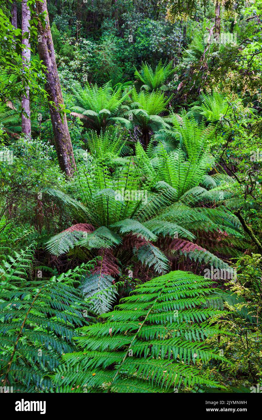 Tree Fern in Melba Gully, Great Otway National Park, Victoria ...