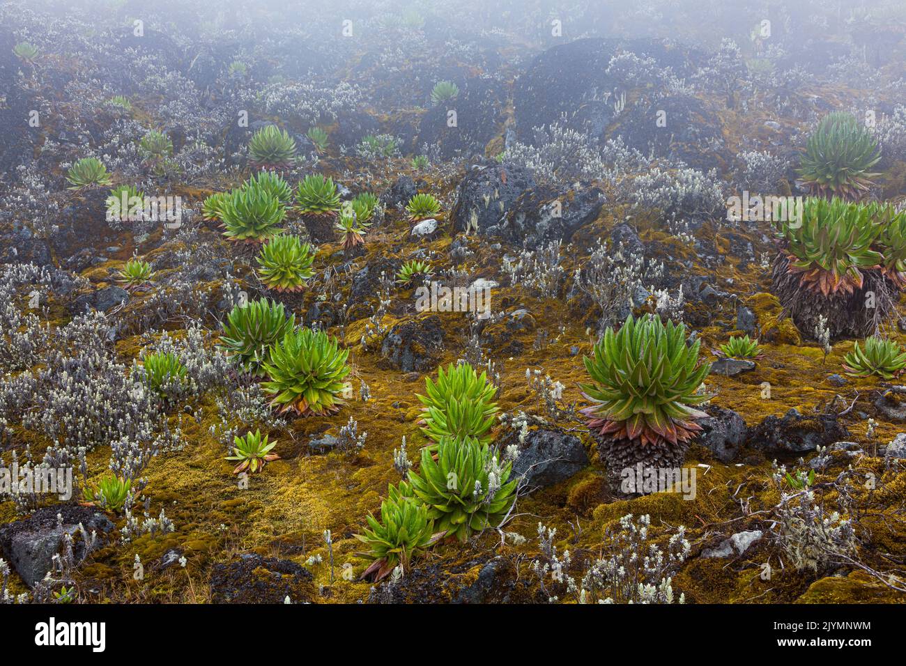 Young Giant Groundsels (Dendrosenecio, Tree Senecio) in the Rwenzoris ...