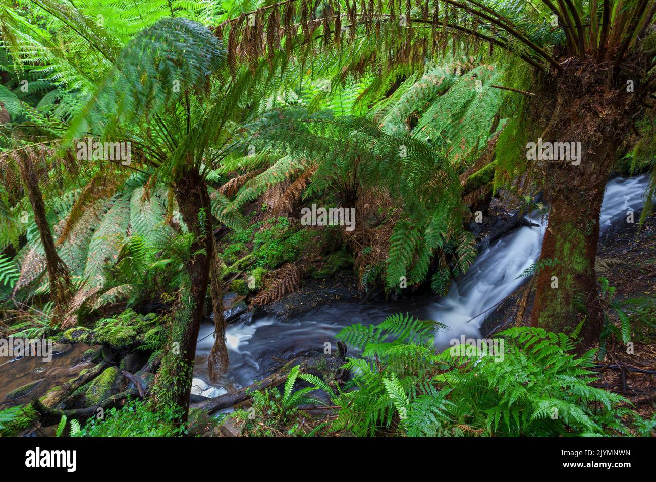 Tree Fern in Melba Gully, Great Otway National Park, Victoria ...