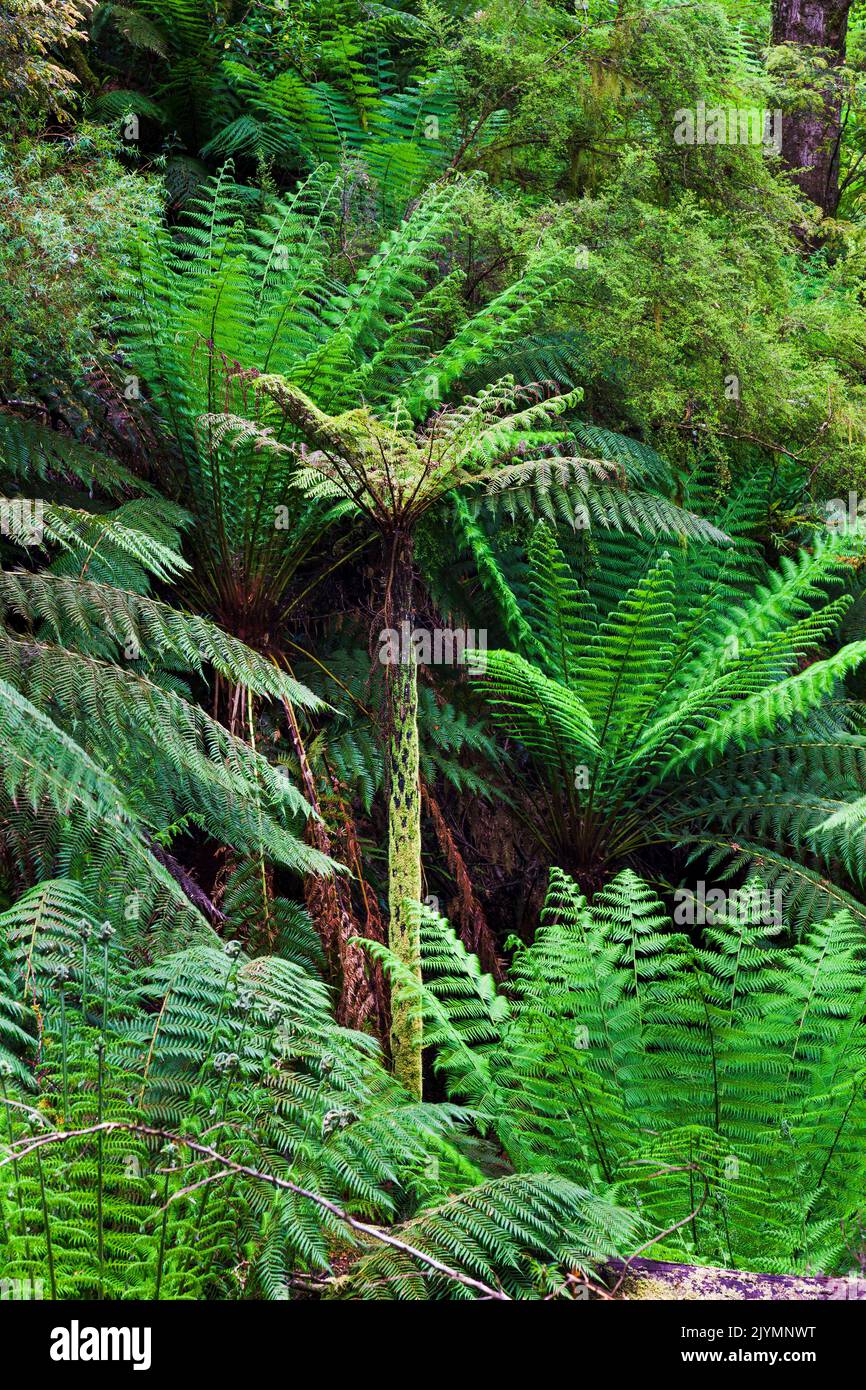 Tree Fern in Melba Gully, Great Otway National Park, Victoria ...