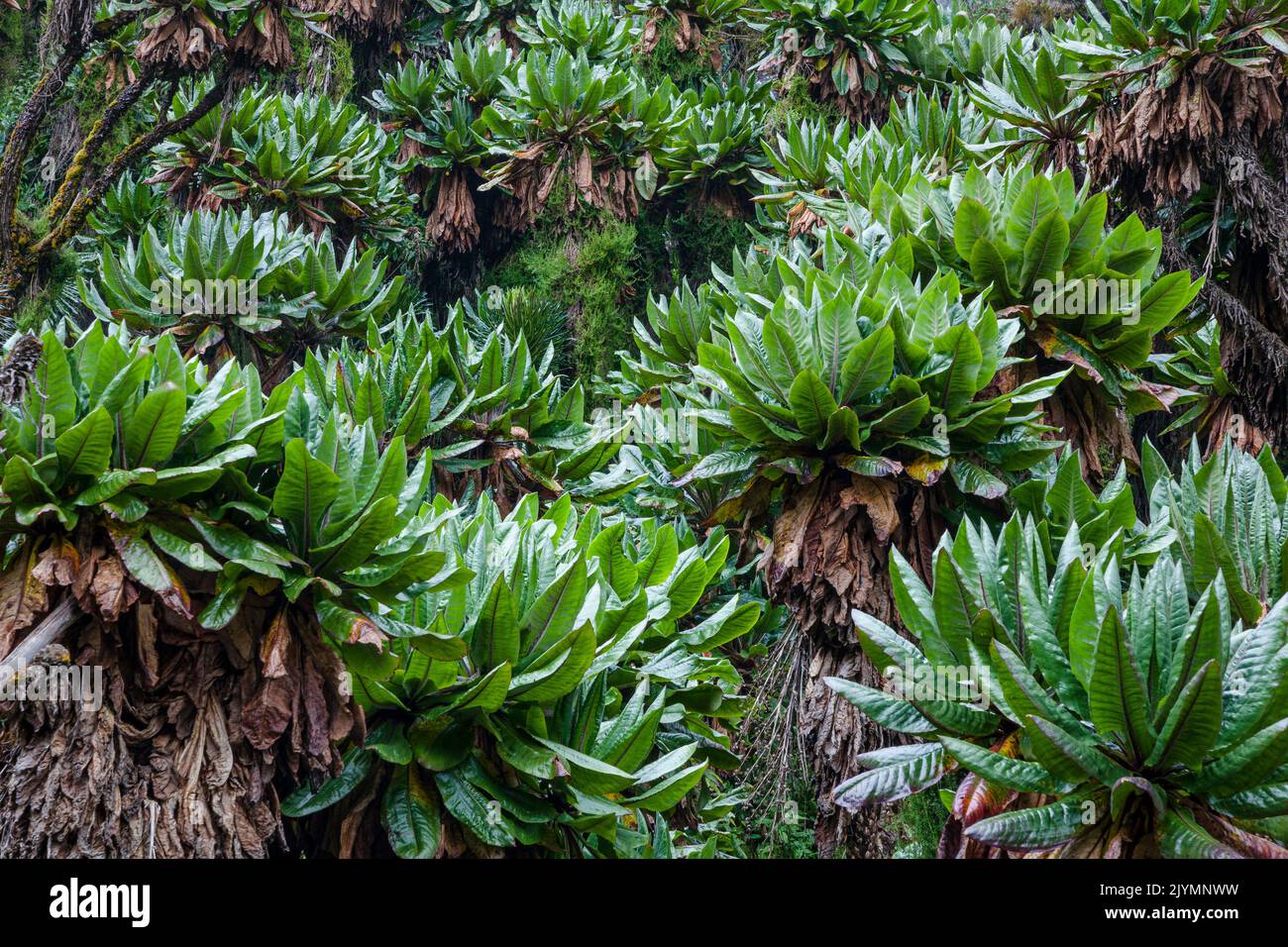 Canopy of Giant Groundsel, Tree Senecio (Dendrosenecio erici-rosenii ...