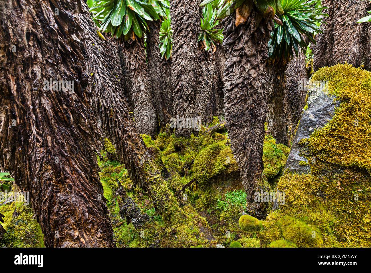 Dense forest of Giant Groundsel, Tree Senecio (Dendrosenecio adnivalis ...