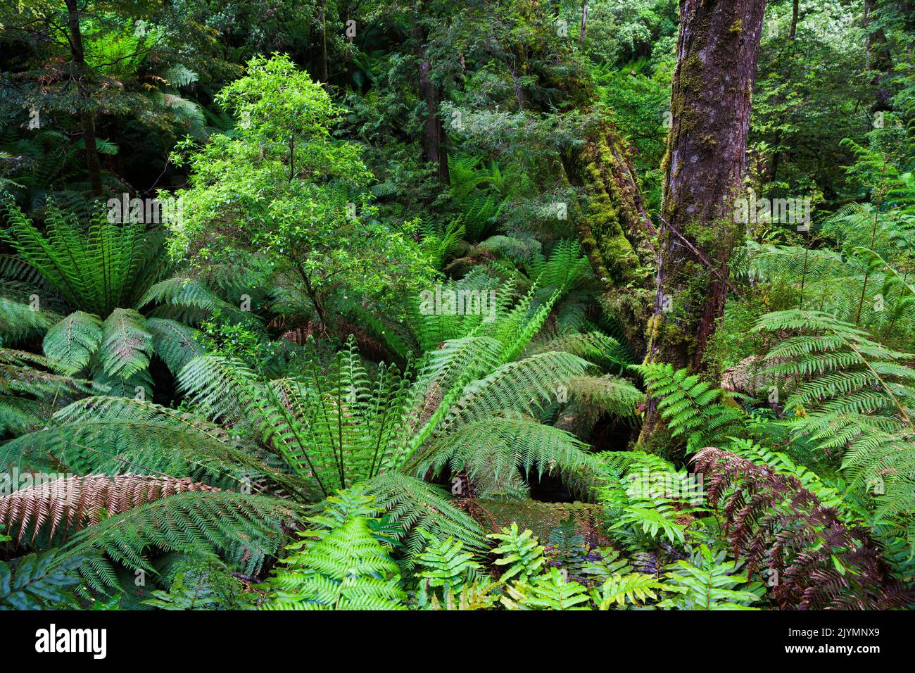 Tree Fern in Melba Gully, Great Otway National Park, Victoria ...