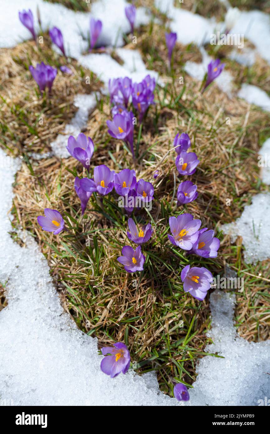 High angle shot grassland hi-res stock photography and images - Alamy