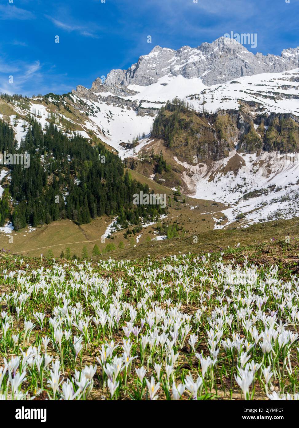 Spring Crocus (Crocus vernus) in the austrian alps in the Eng valley ...