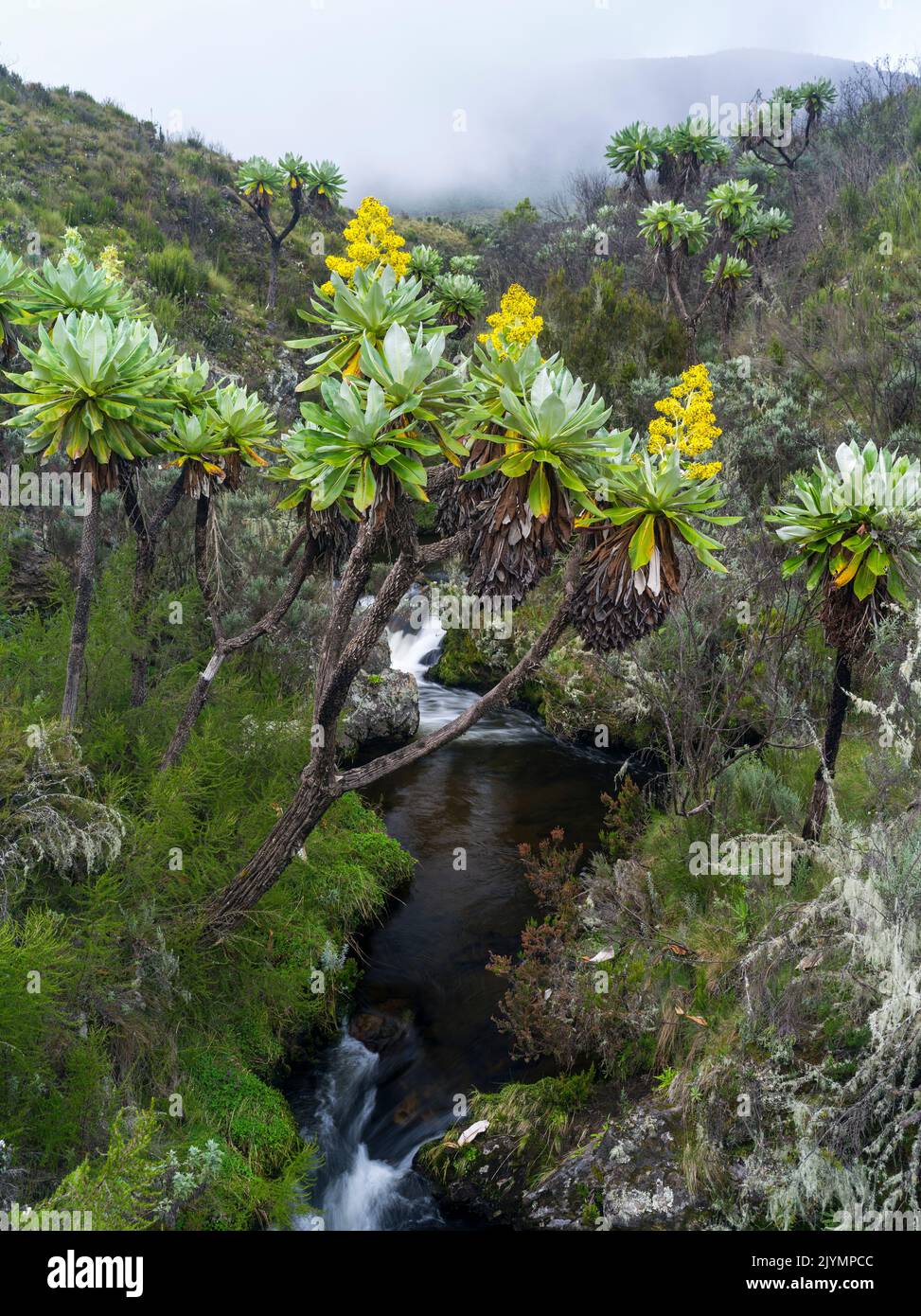 Giant Groundsel or Dendrosenecio (senecio keniodendron) in the Mount ...