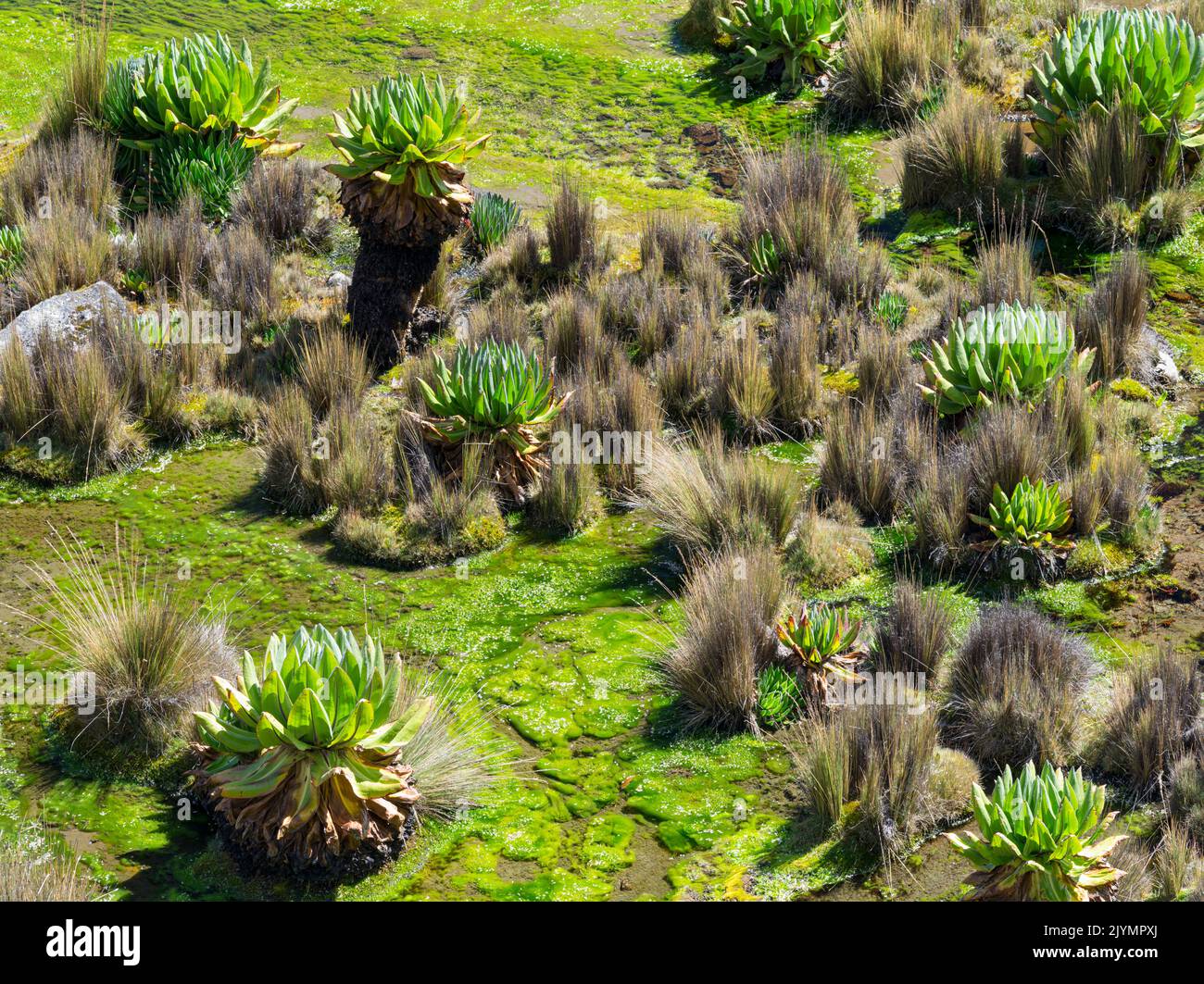 Giant Groundsel or Dendrosenecio (senecio keniodendron) in the Mount ...