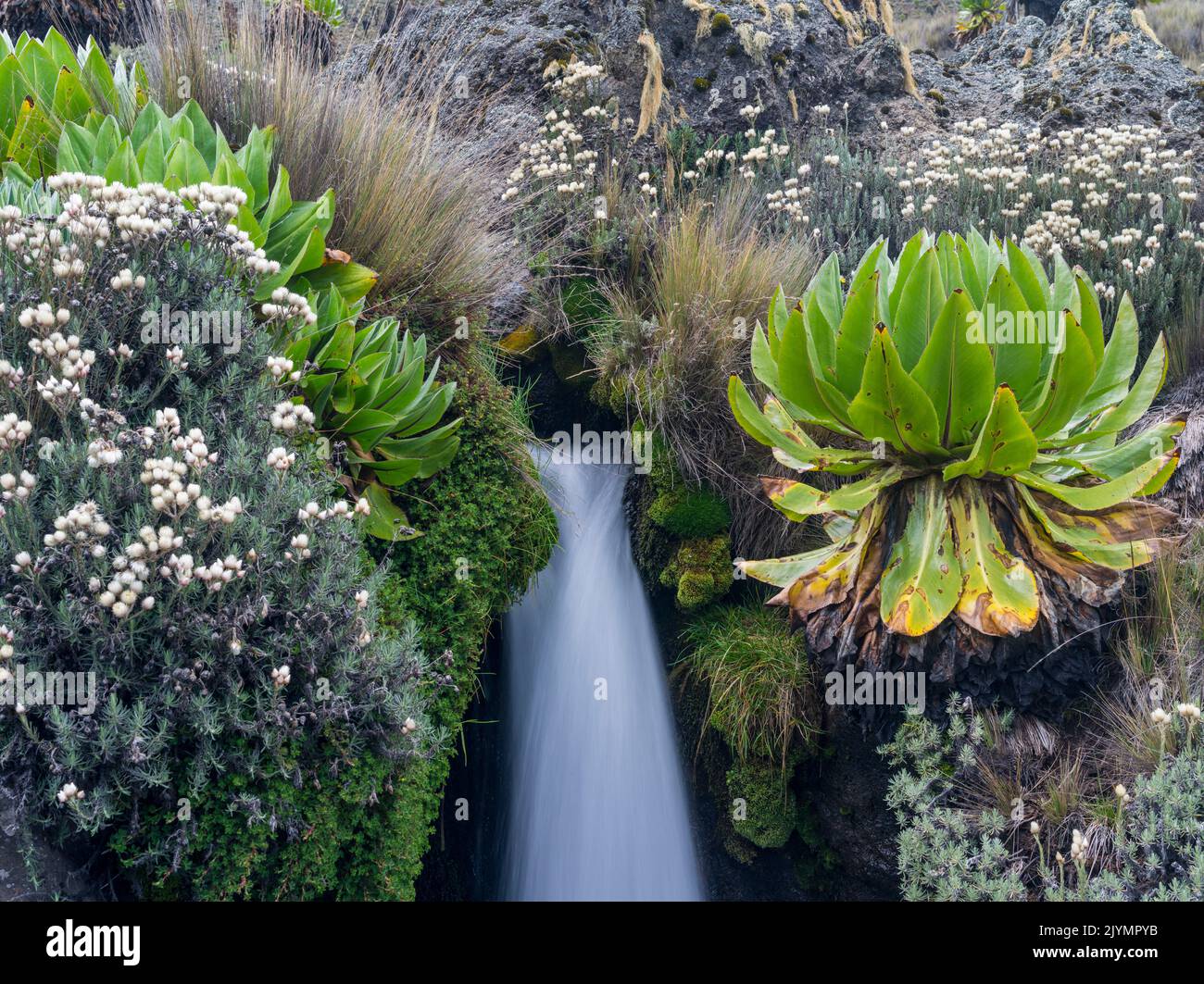 Giant Groundsel or Dendrosenecio (senecio keniodendron) in the Mount ...