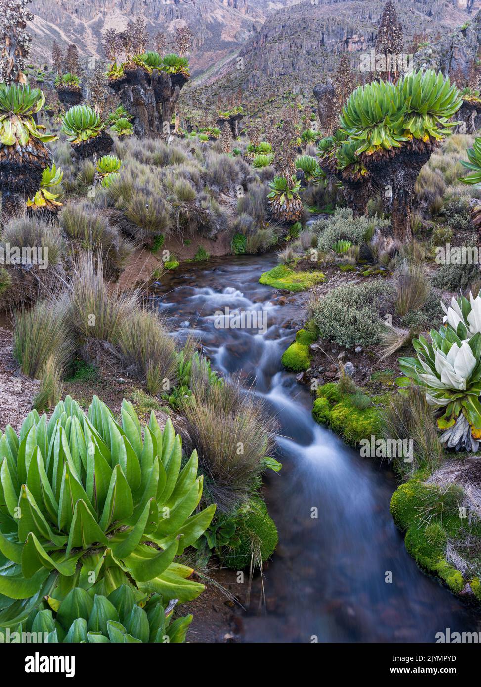 Giant Groundsel or Dendrosenecio (senecio keniodendron) in the Mount ...