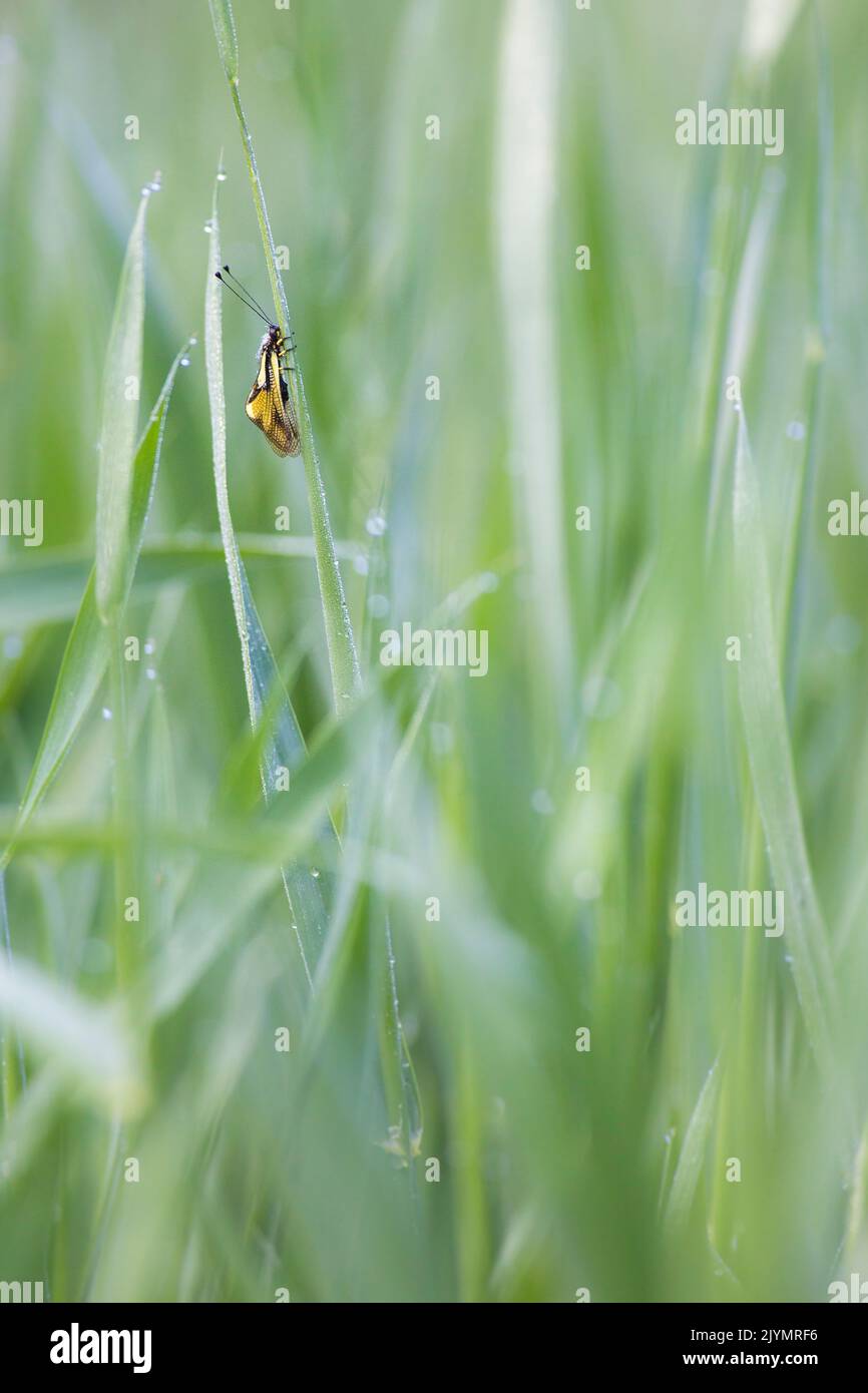 Ascalaphid on tall grass, Monts de Vaucluse, Provence, France Stock ...