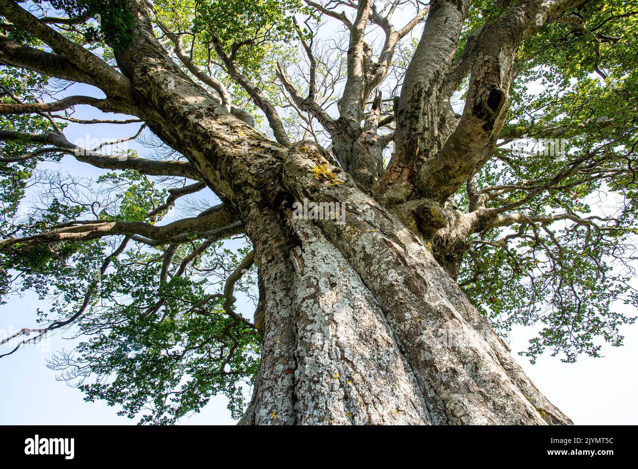 Remarkable beech tree at Contadour, Montagne de Lure, Provence, France ...