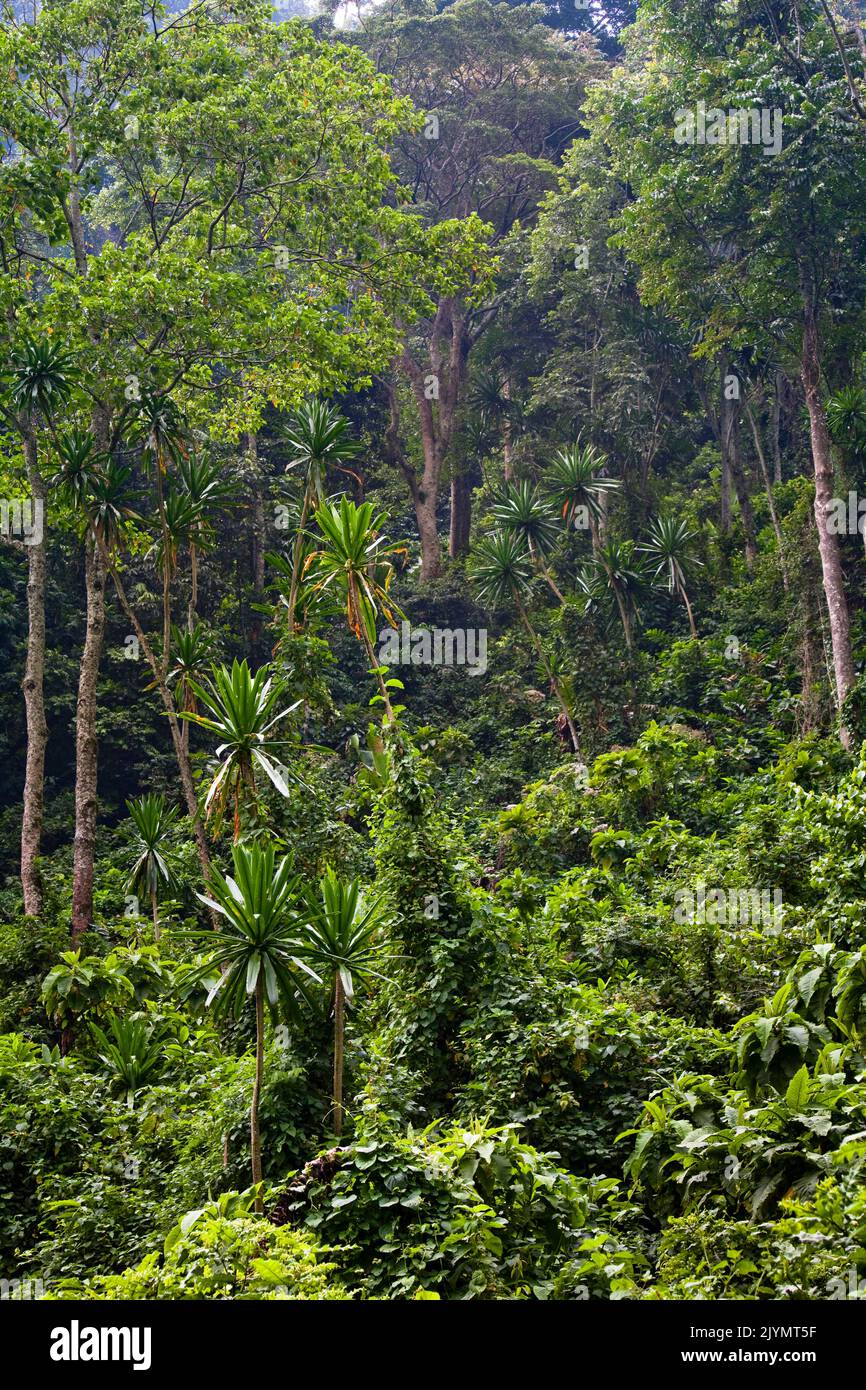 Forest Lobelia (Lobelia gibberoa) in the Mobuku Valley in the high ...