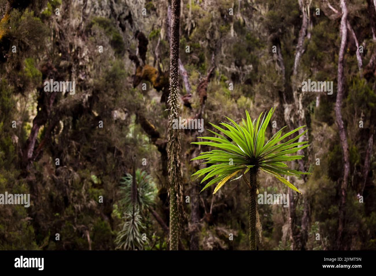 Giant Lobelia (Lobelia lanuriensis) in the high mountains of the ...